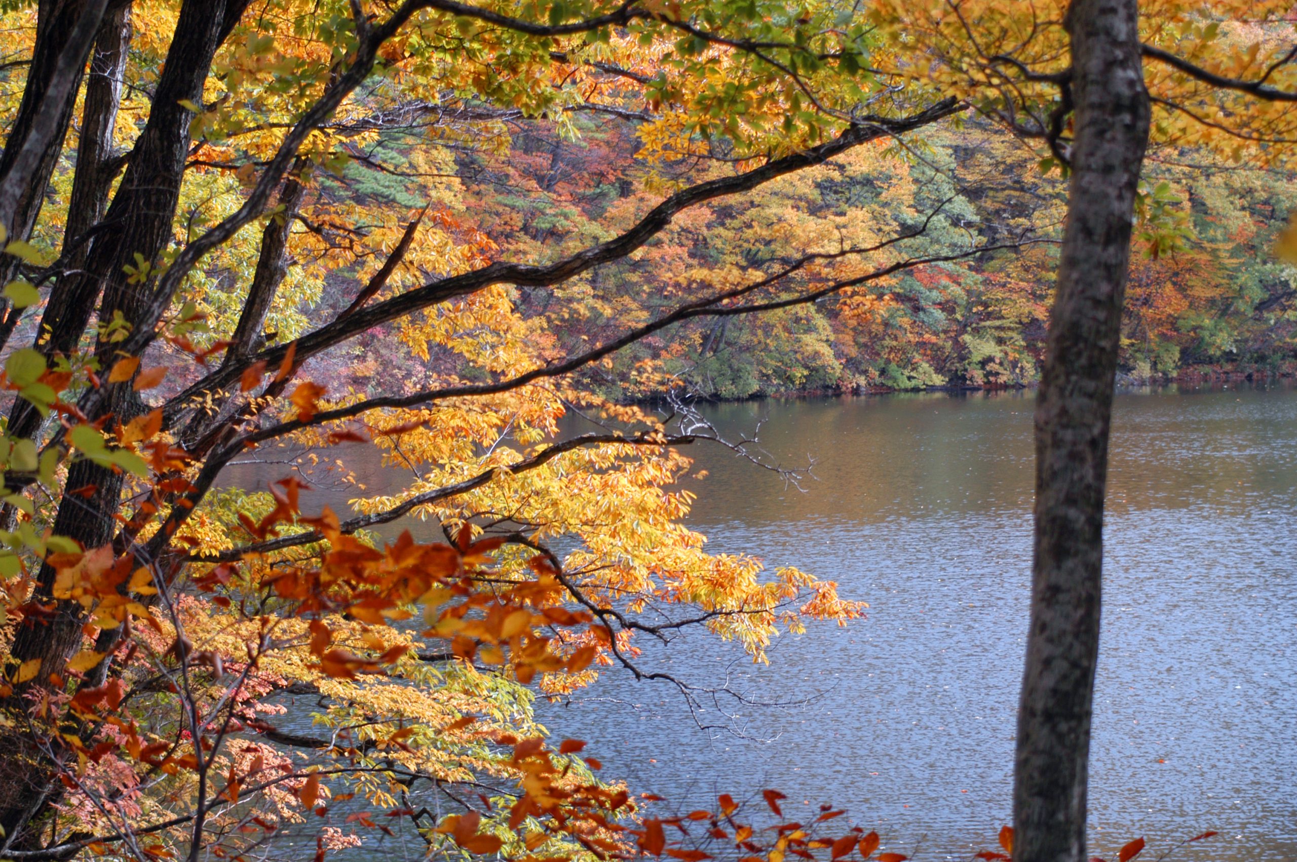 白神山地・十二湖の秋 - 青森県・白神山地観光に最適のコテージ「アオーネ白神十二湖」